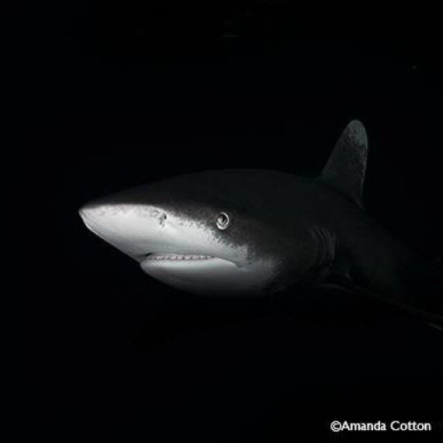 Top 10 shark accounts on Instagram - The Dodo