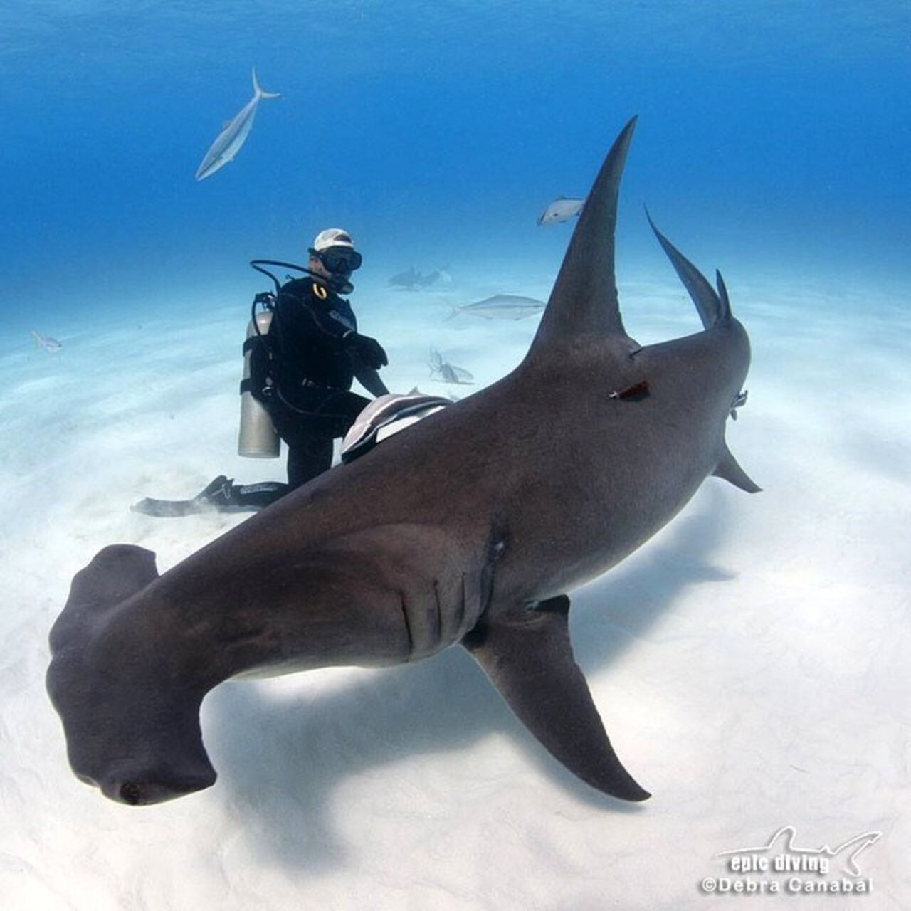 Top 10 shark accounts on Instagram - The Dodo