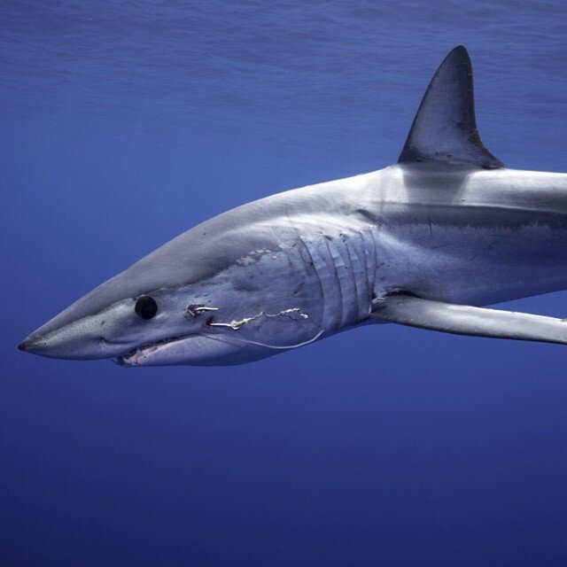 Top 10 shark accounts on Instagram - The Dodo
