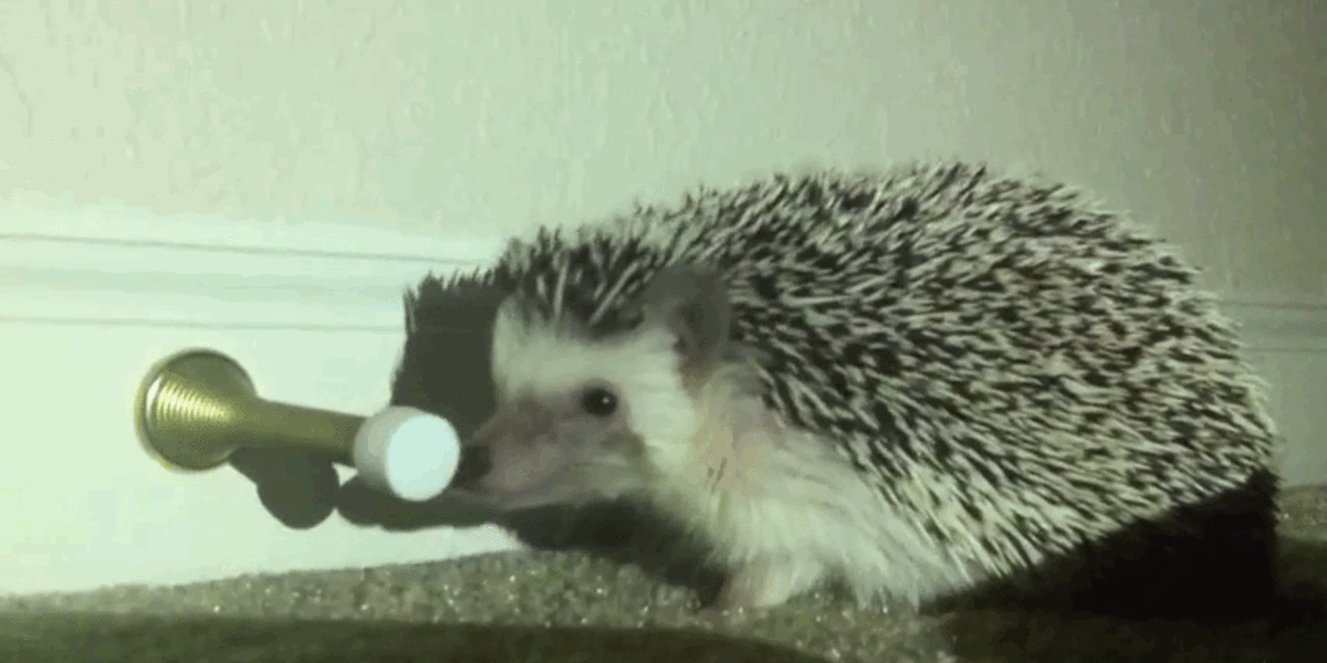 This Hedgehog Can’t Stop Flicking A Springy Doorstop - The Dodo