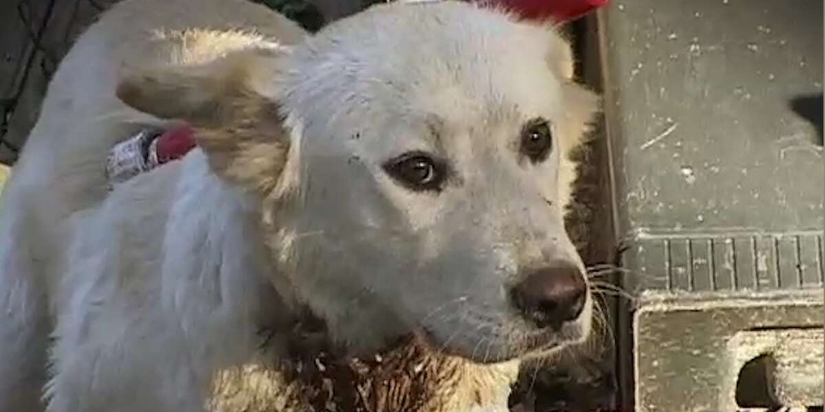 Dog With Embedded Collar Stayed So Calm - Videos - The Dodo