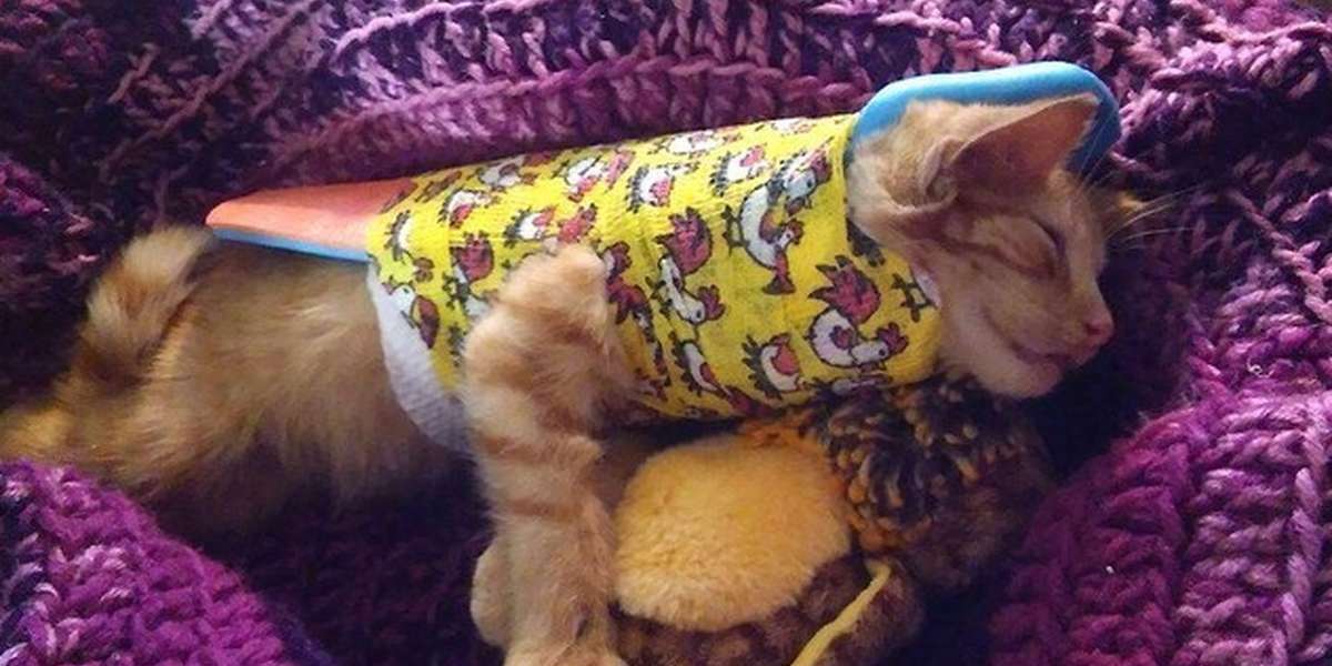 Stray Kitten Found With Broken Spine Can Finally Jump Again - The Dodo