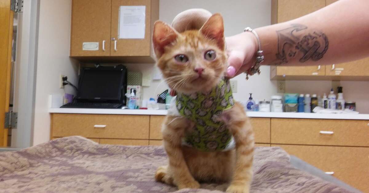 Stray Kitten Found With Broken Spine Can Finally Jump Again - The Dodo