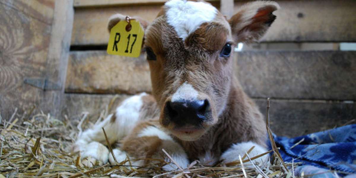 Tiniest Cow Rescued From Auction Is So Loved Now - The Dodo