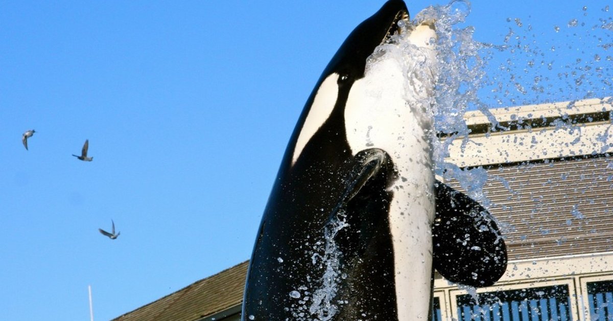 San Diego Mayor Proclaims "SeaWorld Month" Amidst Protests - The Dodo