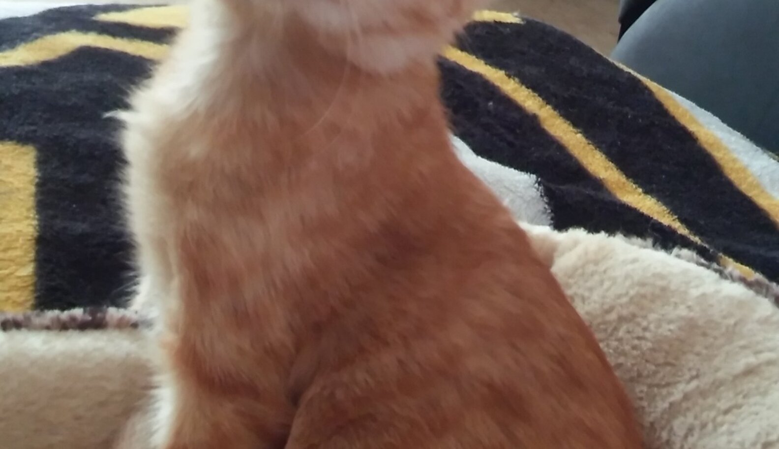 Stray Kitten Found With Broken Spine Can Finally Jump Again - The Dodo