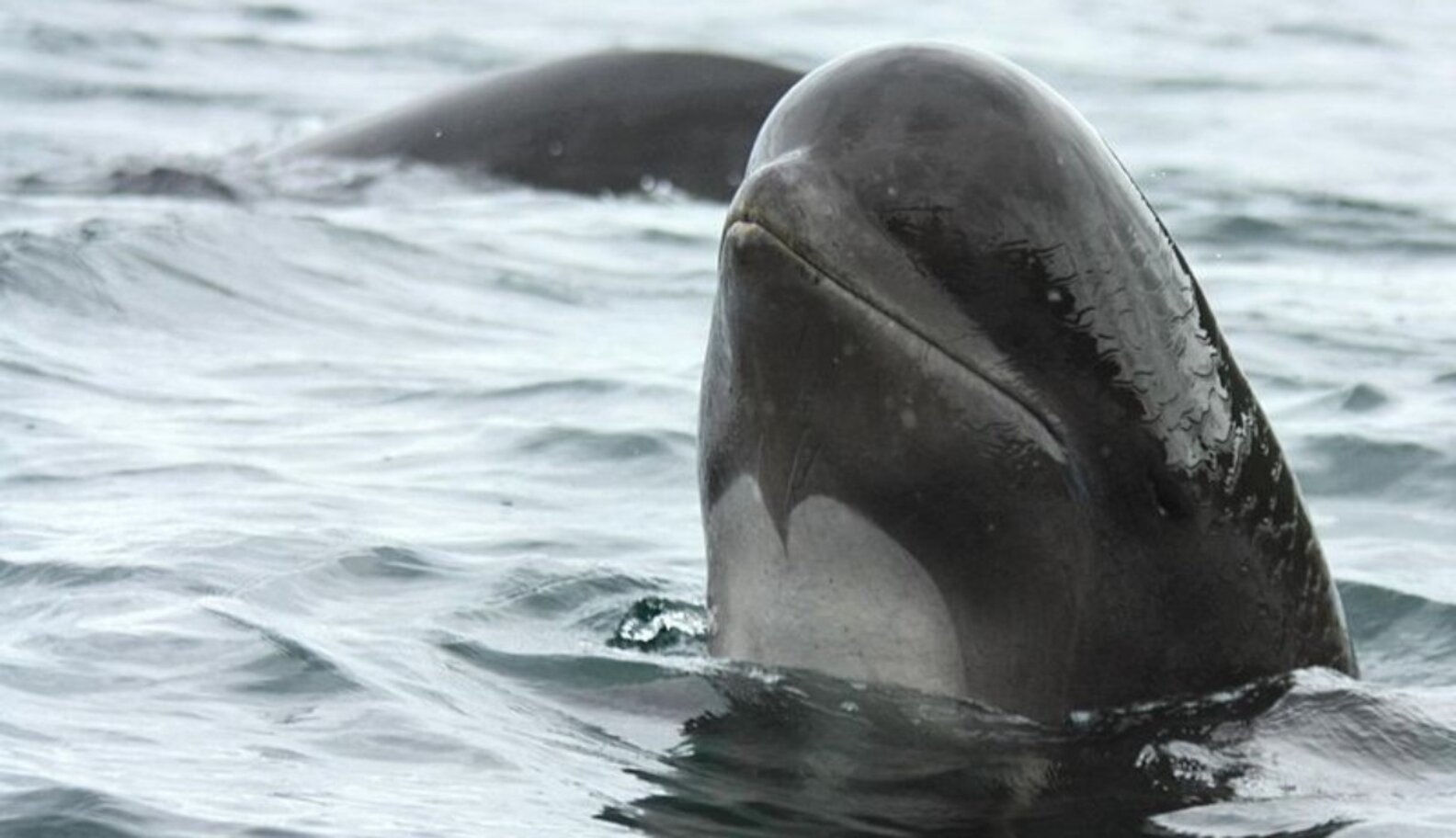 Meet The Drone Army That Could Stop The Brutal Faroe Islands Whale ...