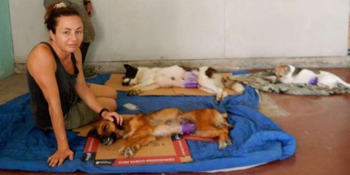 She Saved A Sick Dog On The Beach — And Found Her True Calling - The Dodo