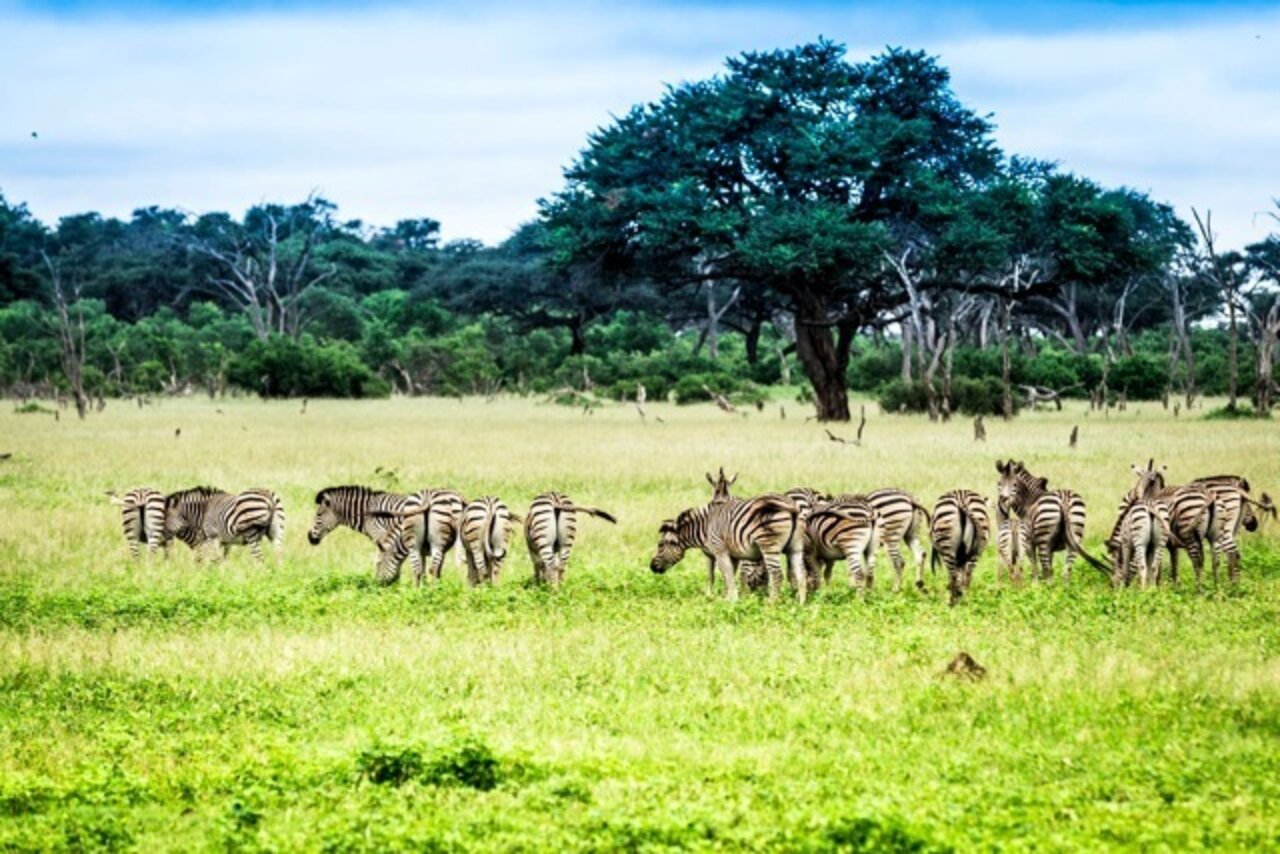 The Last Video I Ever Took Of Cecil The Lion - The Dodo
