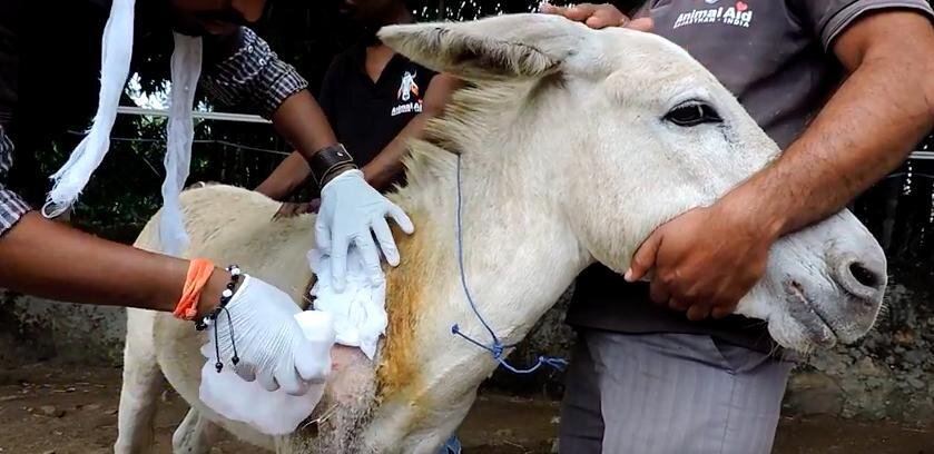 Donkey Hit By A Car Was Too Scared To Move - The Dodo