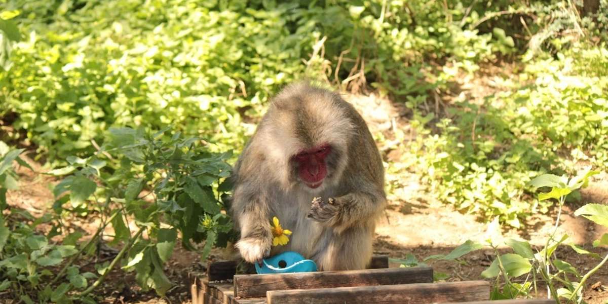 After Years In Labs, Monkeys Can Live Free And Peacefully - The Dodo