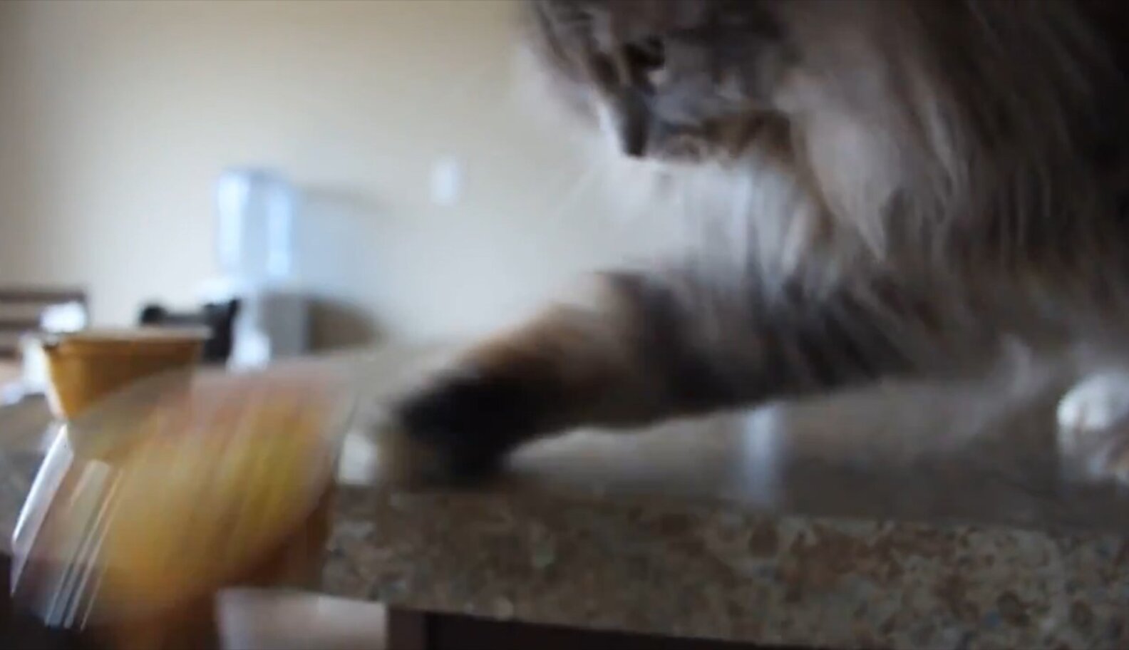 WATCH: Cats Knocking Stuff On The Floor - The Dodo