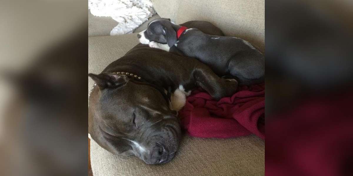 Pit Bull Rescued From Drug Bust Loves Fostering Puppies Now - The Dodo