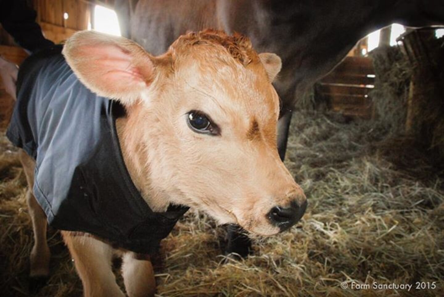 16 Cozy Animals In Their Snug Little Sweaters - The Dodo