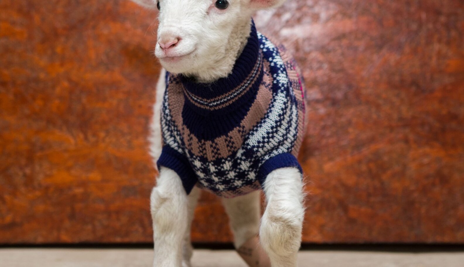 16 Cozy Animals In Their Snug Little Sweaters - The Dodo