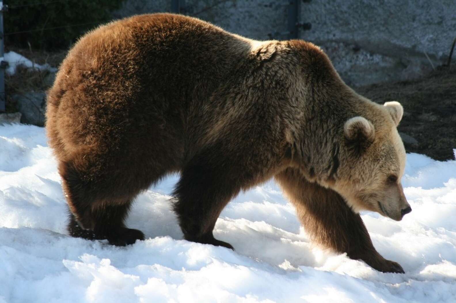 Hungry Bear Can't Sleep, Town Understands - The Dodo