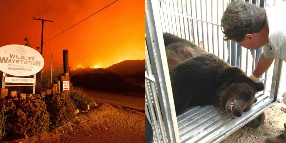 People Rush To Save 400 Scared Animals From Deadly Wildfire - The Dodo