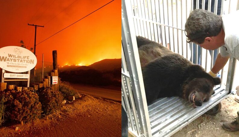 People Rush To Save 400 Scared Animals From Deadly Wildfire - The Dodo
