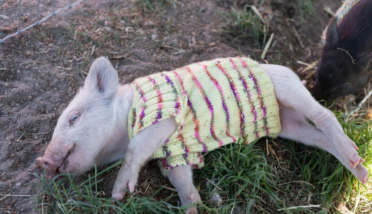 16 Cozy Animals In Their Snug Little Sweaters - The Dodo