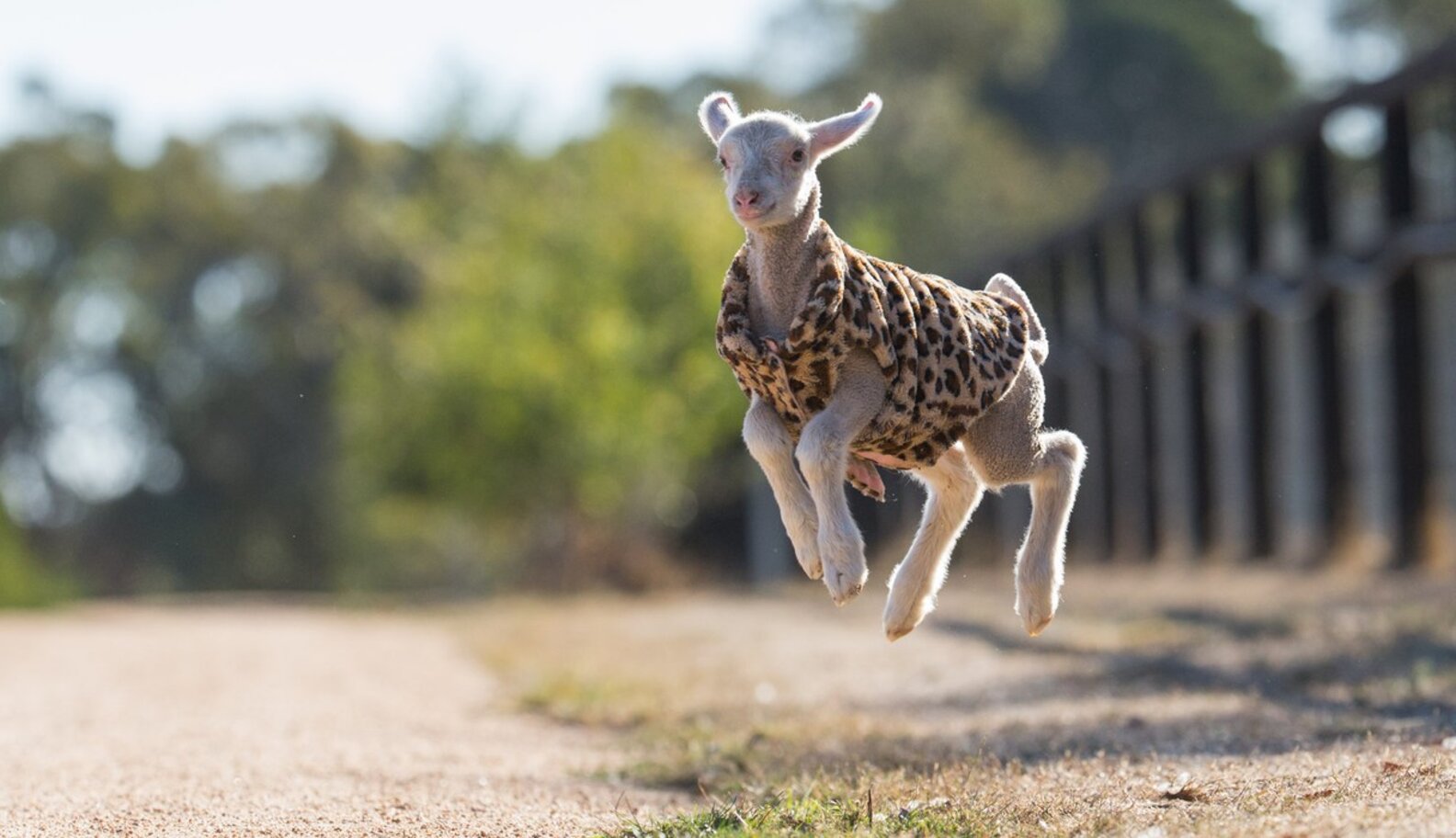 16 Cozy Animals In Their Snug Little Sweaters - The Dodo