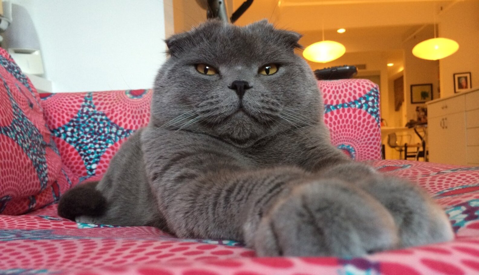 10 Ways To Make Every Month 'Happy Cat Month' - The Dodo