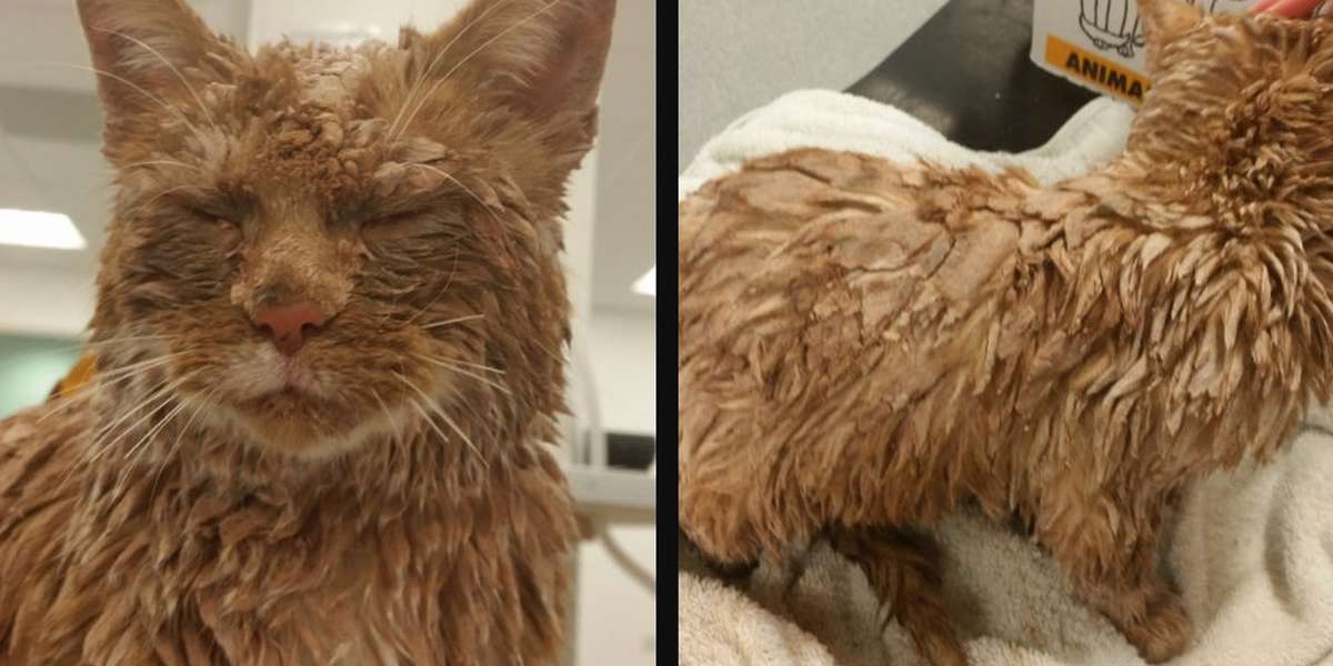 Cat Cruelly Covered In Concrete Makes Miraculous Recovery - The Dodo