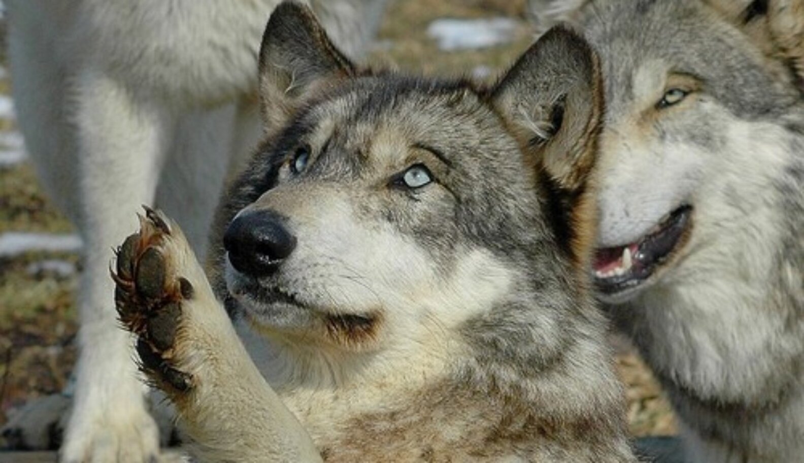 Study Suggests That Wolves Can Communicate With One Another Using Only ...