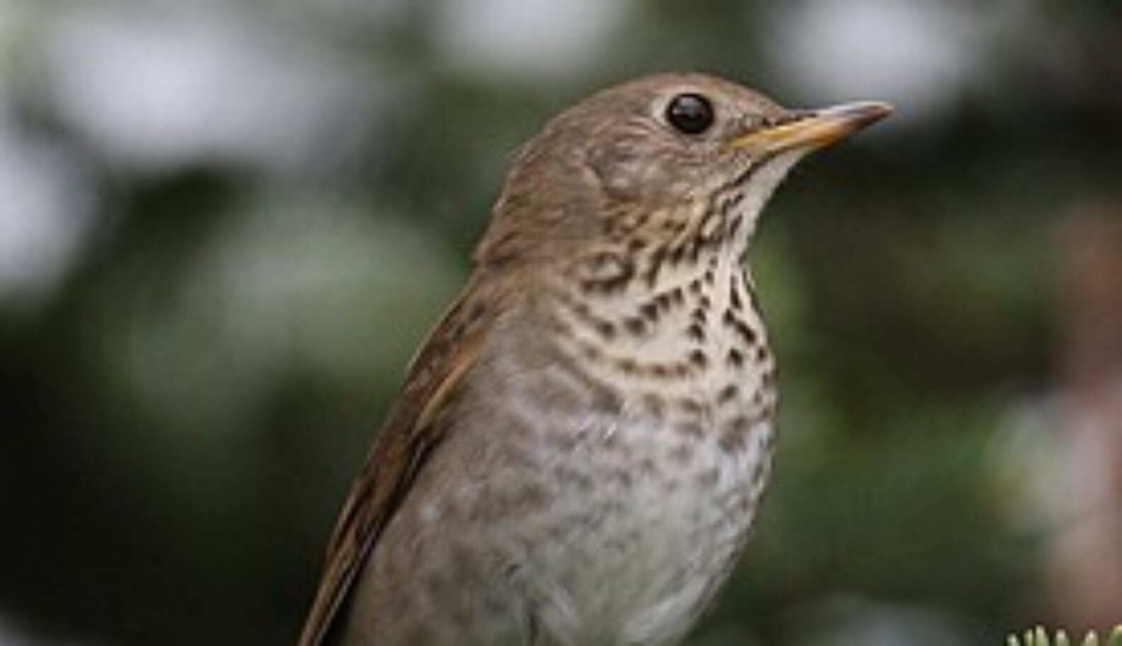 Preserving the Habitat of the Bicknell's Thrush - The Dodo