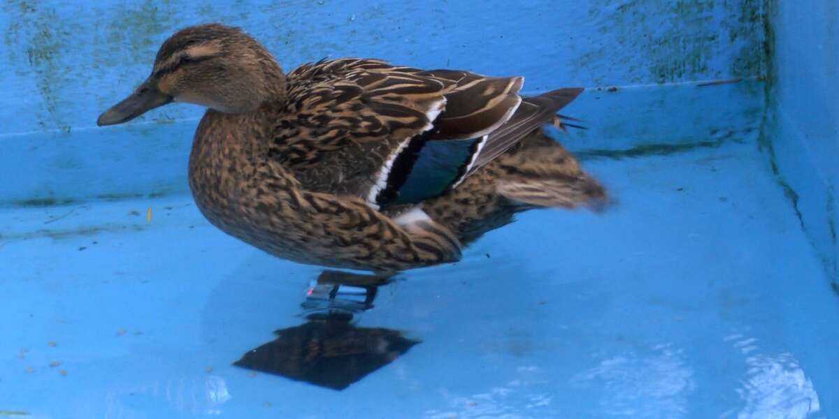 Resilient Duck Survives Gun Shots And Is Ready To Swim Without Missing ...