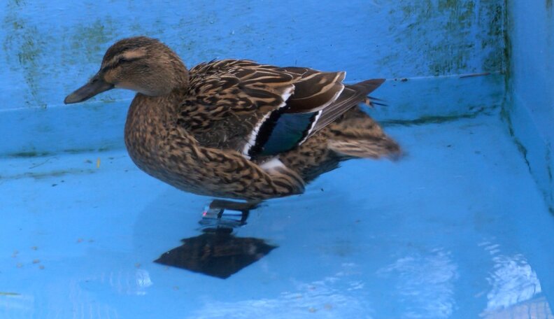 Resilient Duck Survives Gun Shots And Is Ready To Swim Without Missing ...