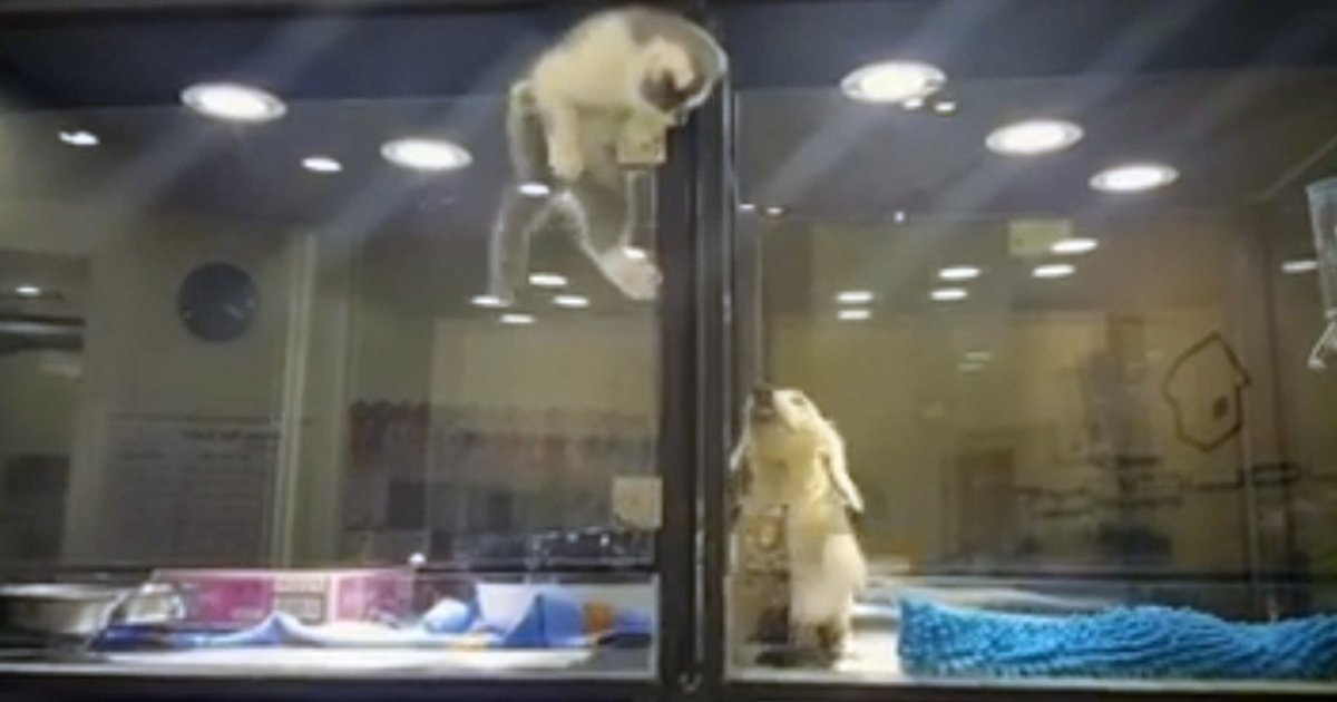 Kitten Climbs Pet Store Display To Play With Lonely Puppy - The Dodo