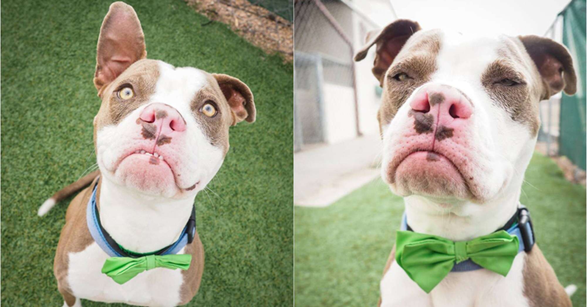 Pitbull With Down Syndrome