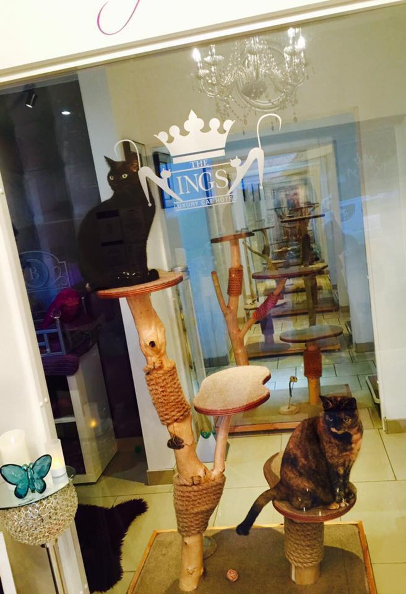 Luxury Cat Hotel Is Everything Your Cat Ever Dreamed Of - The Dodo