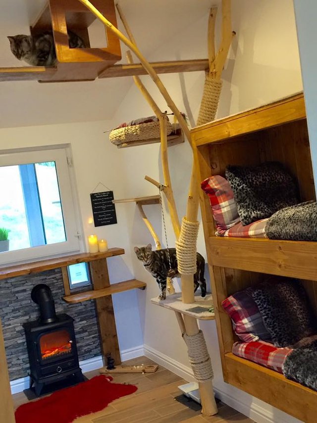 Luxury Cat Hotel Is Everything Your Cat Ever Dreamed Of The Dodo Luxury Cat Hotel Is Everything Your Cat Ever Dreamed Of The Dodo