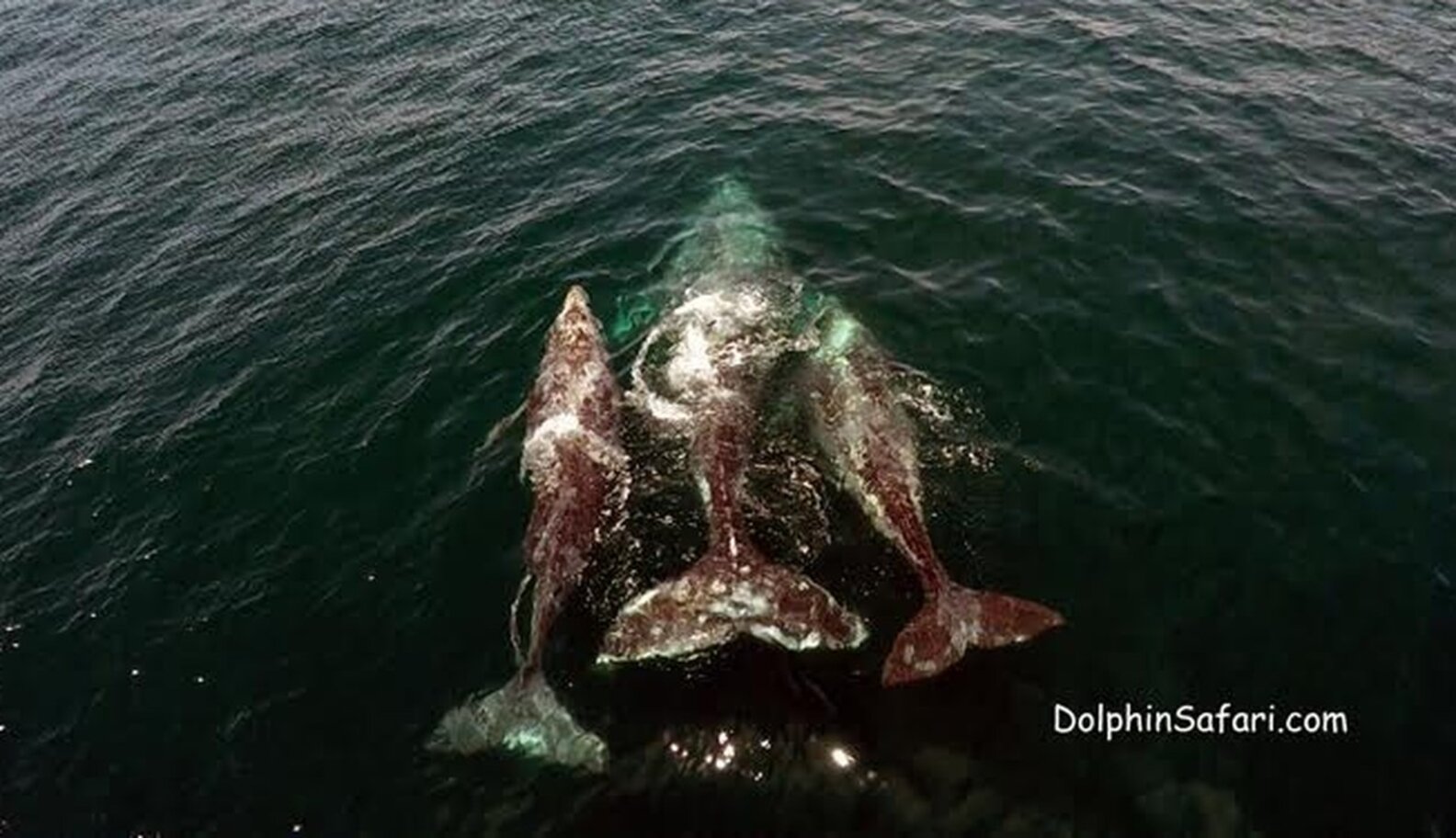 Drone Captures Stunning Footage Of Very Special Whale Family - The Dodo