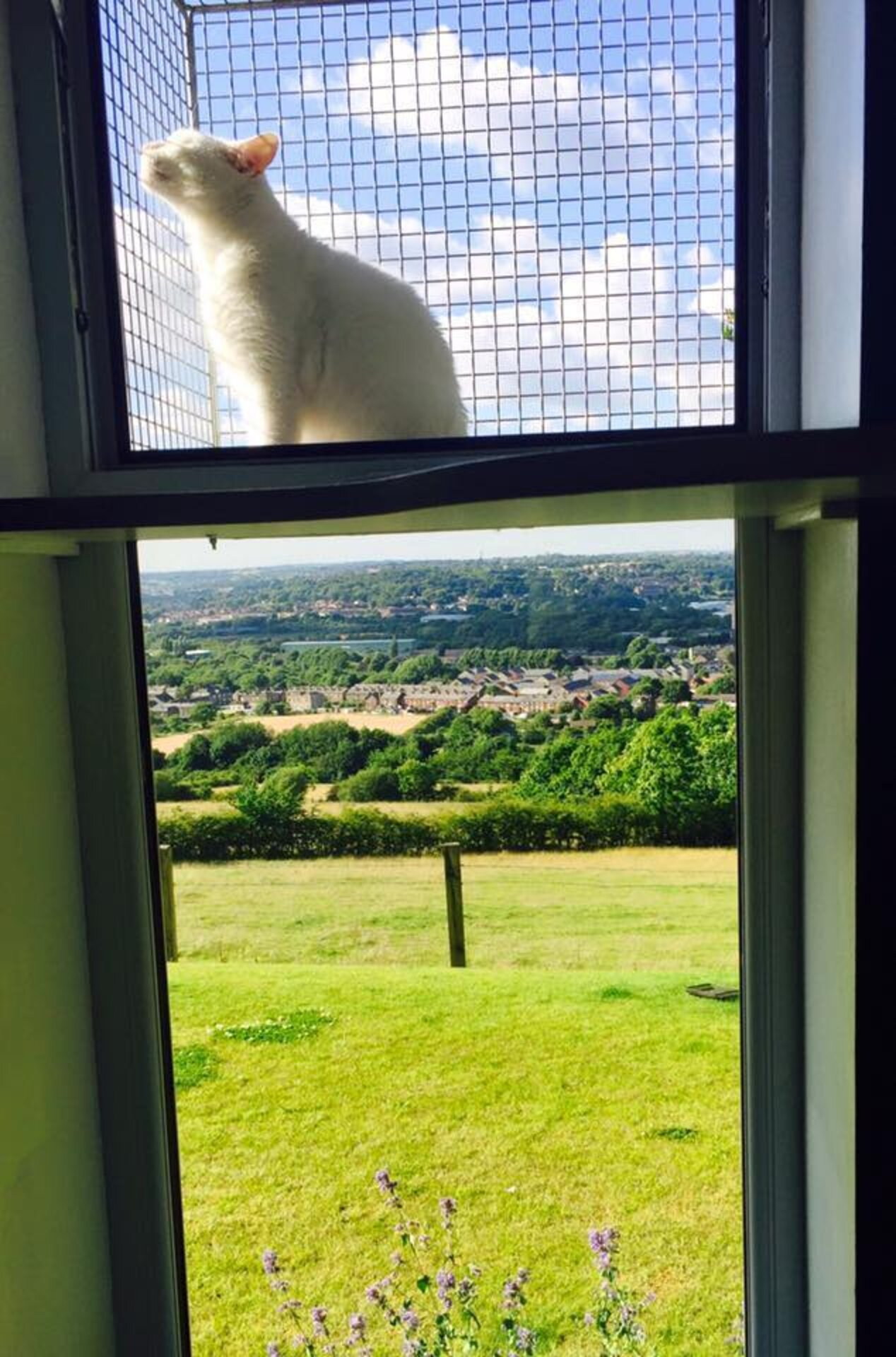 Luxury Cat Hotel Is Everything Your Cat Ever Dreamed Of - The Dodo