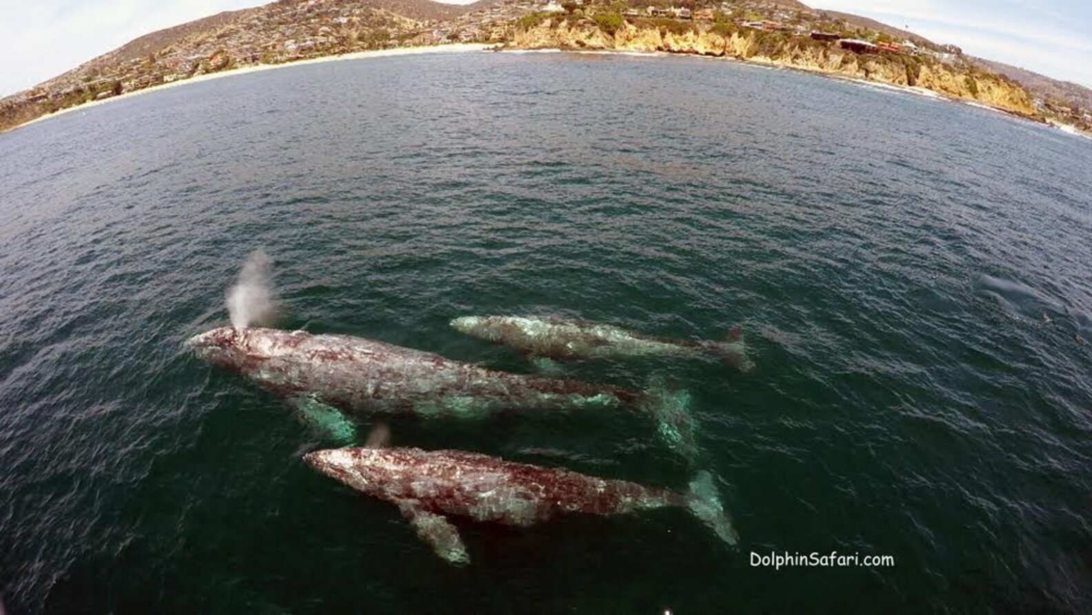 Drone Captures Stunning Footage Of Very Special Whale Family - The Dodo