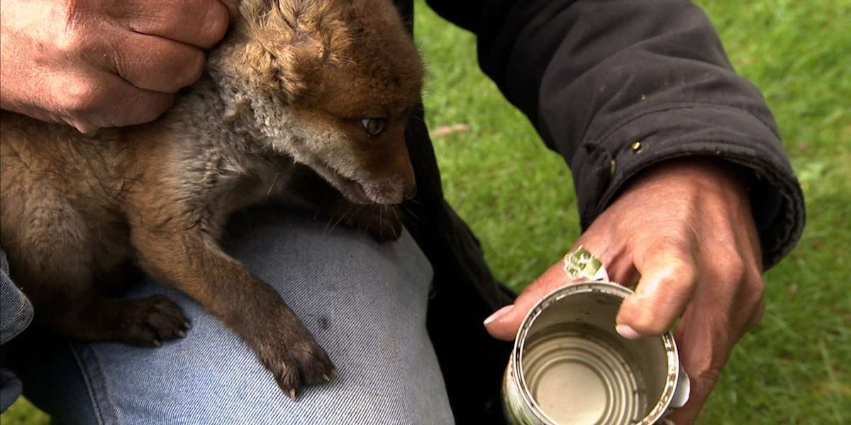 Hungry Baby Fox Gets Saved From Tin Can Trouble - The Dodo