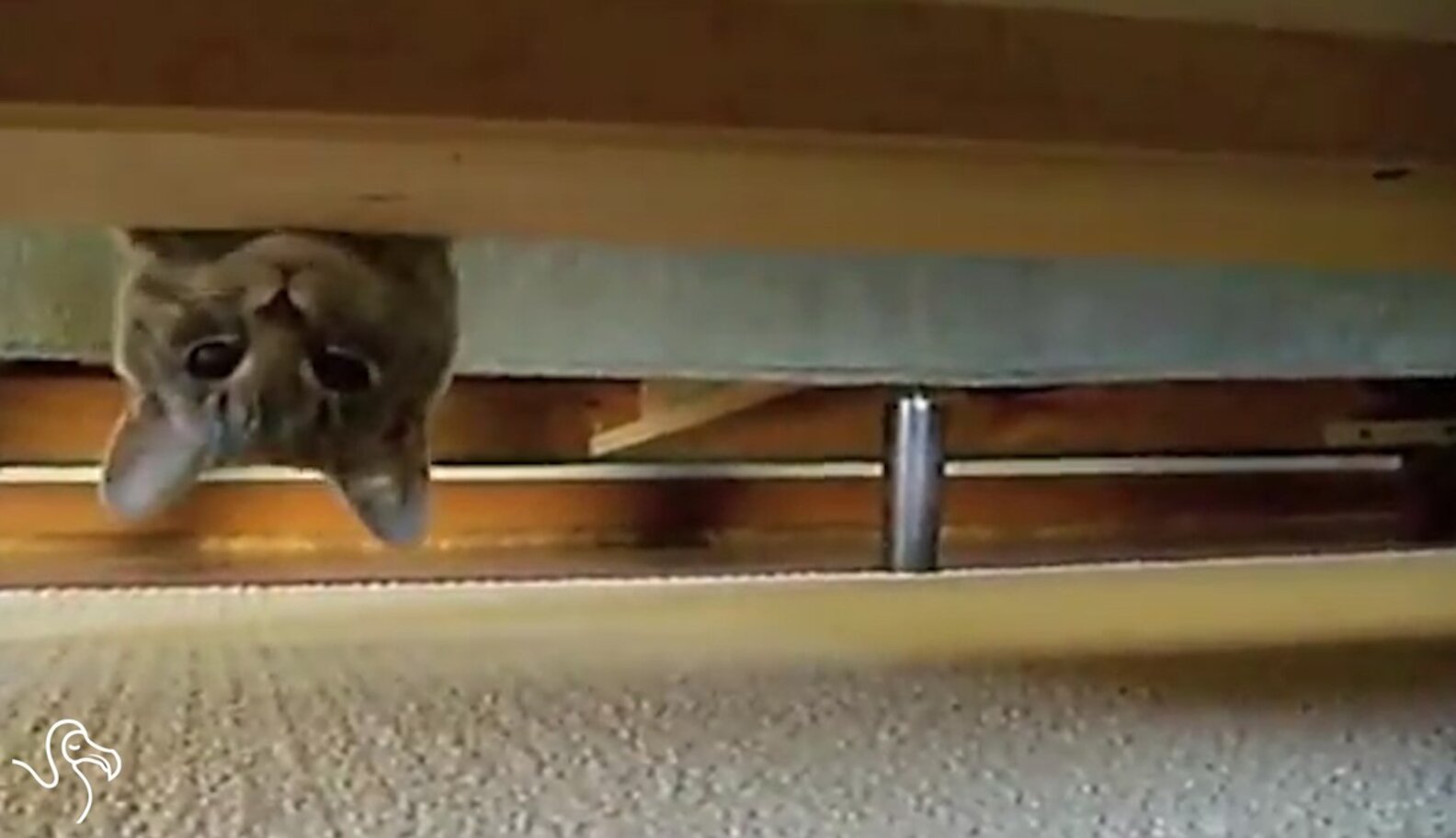 WATCH: Cats Who Are Actually Spies - The Dodo