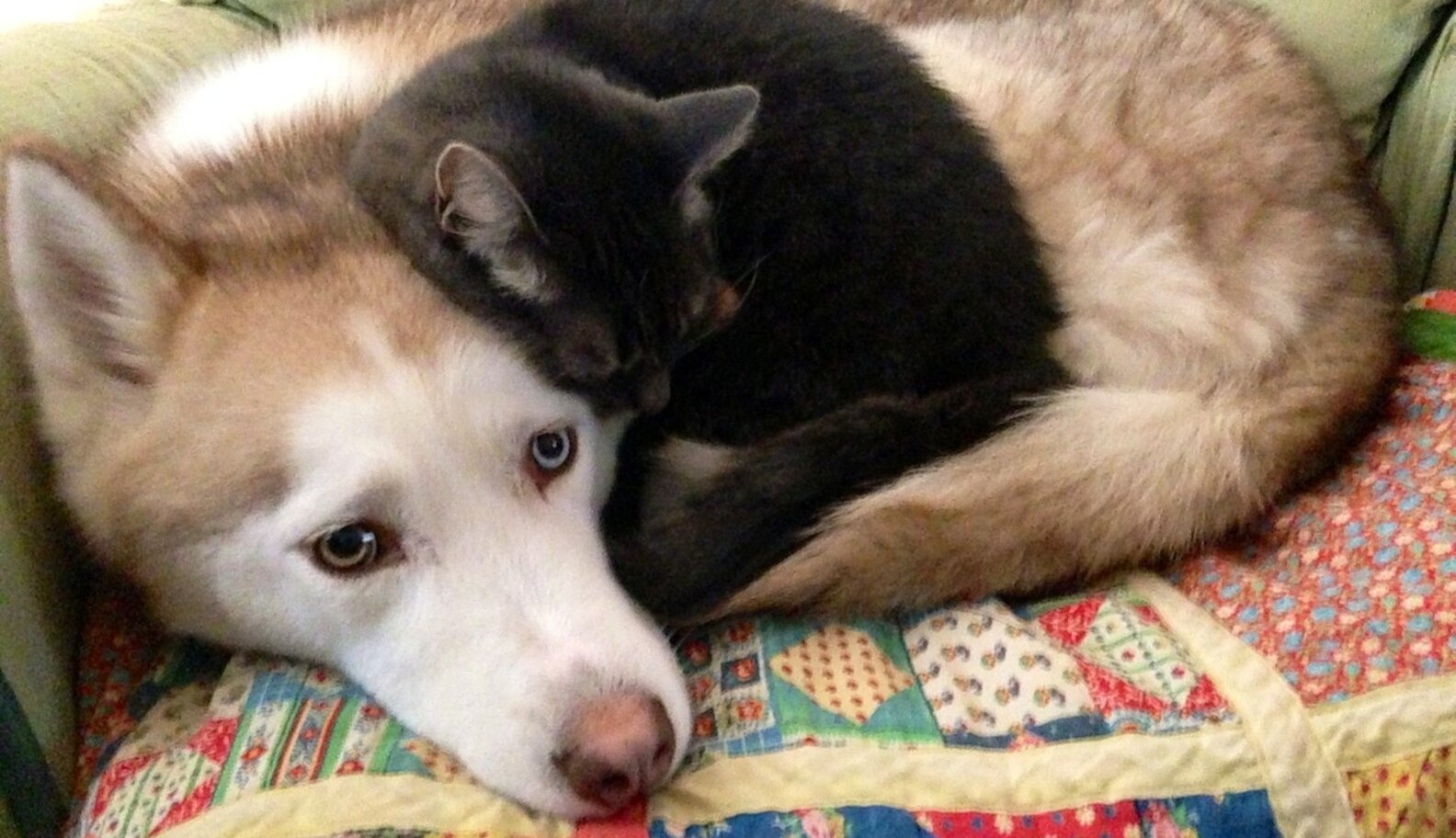 11 Cozy Pets Who Are Beating The Cold Weather - The Dodo