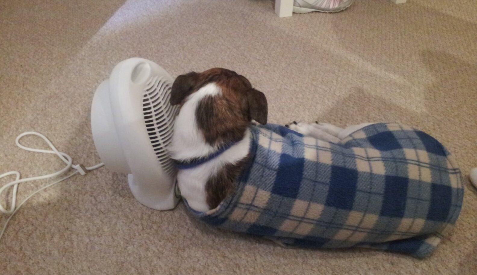 11 Cozy Pets Who Are Beating The Cold Weather - The Dodo