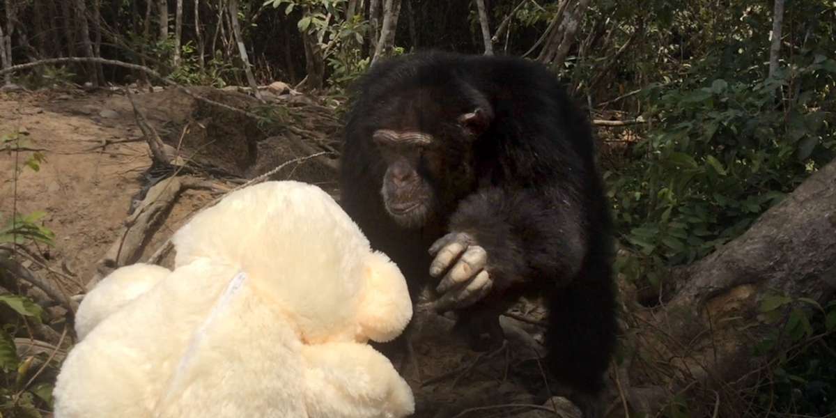 Chimp Abandoned On Island Makes A Very Special Friend - The Dodo