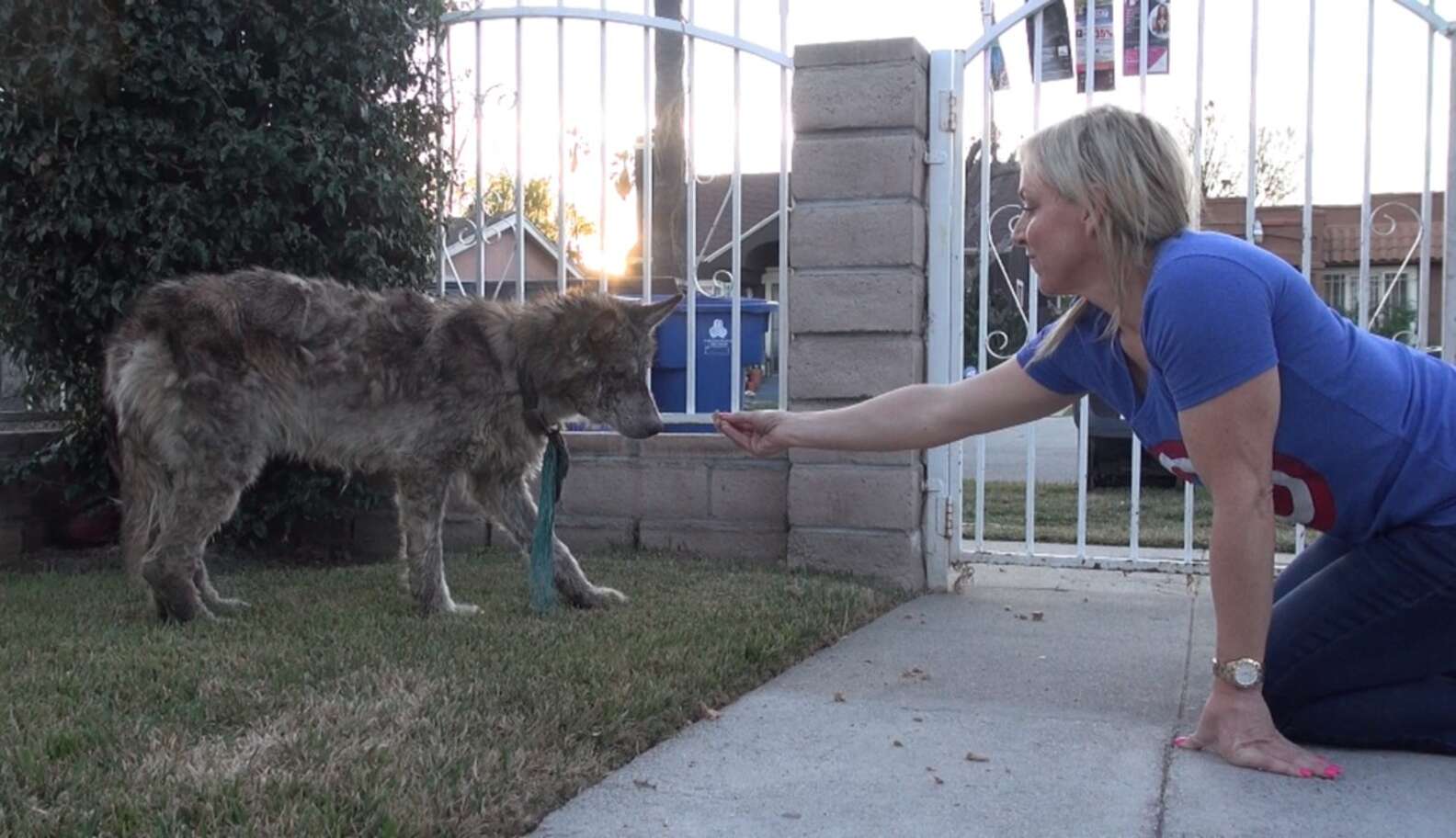 Sick, Starving Dog Found On Street May Not Be What She Seems - The Dodo