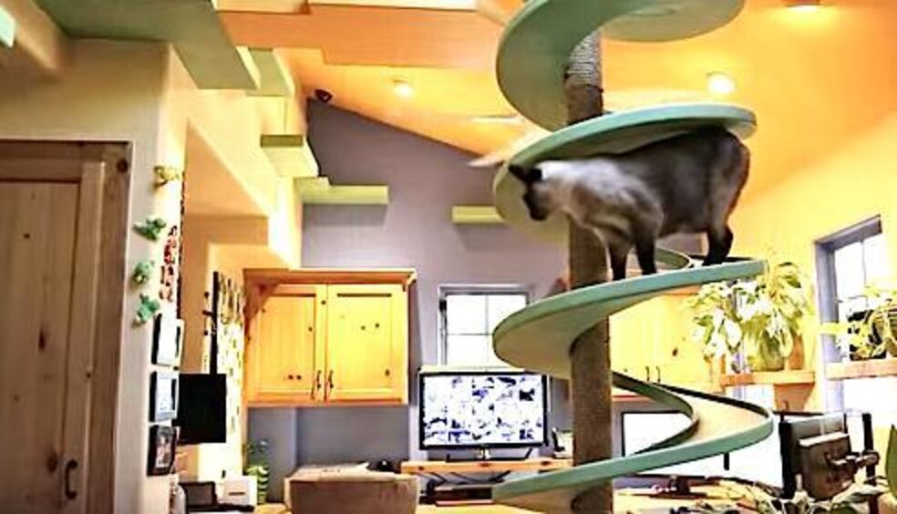 Guy Turns His Home Into Dream House For 22 Rescued Cats - The Dodo