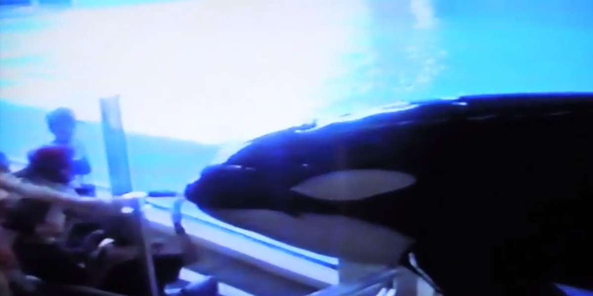 1995 VHS Footage Captures Shocking Orca Incident At SeaWorld - The Dodo