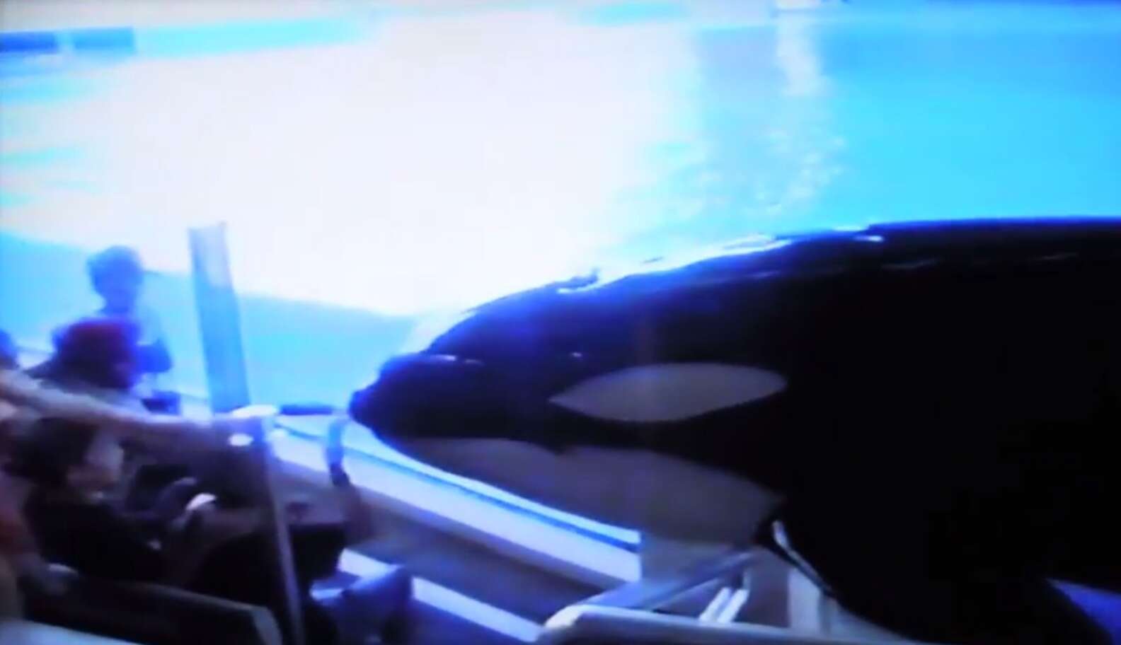 1995 VHS Footage Captures Shocking Orca Incident At SeaWorld - The Dodo
