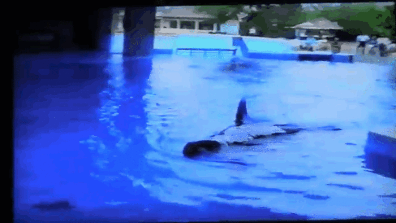 1995 VHS Footage Captures Shocking Orca Incident At SeaWorld - The Dodo
