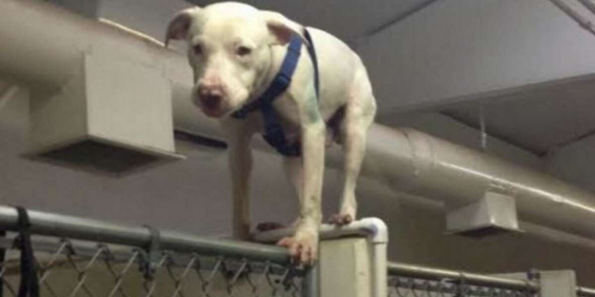 Shelter Dog's Escape Plan Works Better Than He Could Have Expected ...