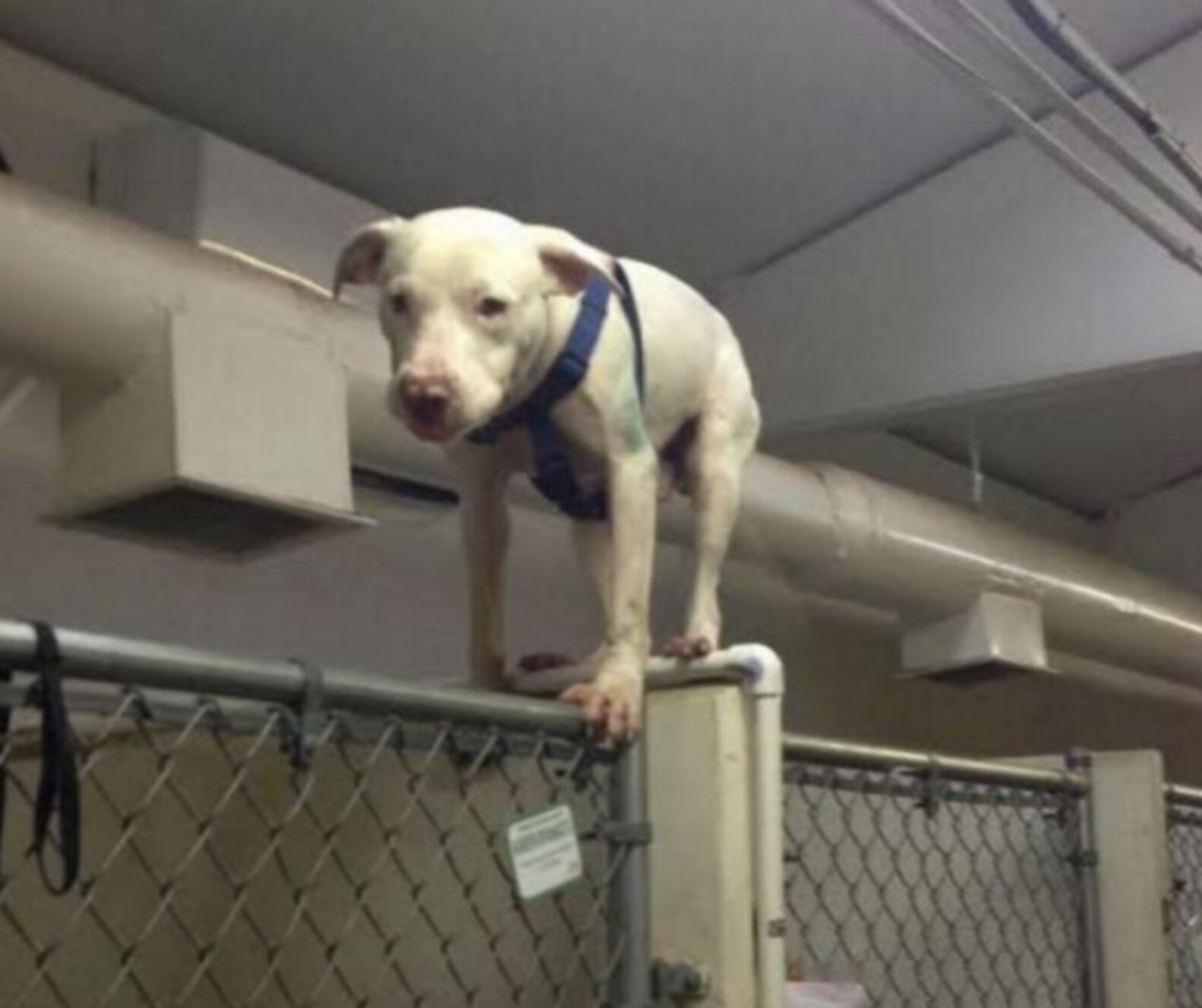 Shelter Dog's Escape Plan Works Better Than He Could Have Expected ...
