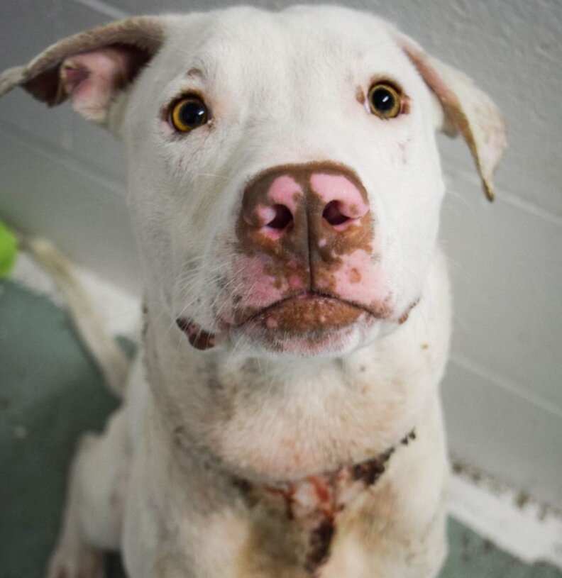 Shelter Dog's Escape Plan Works Better Than He Could Have Expected ...